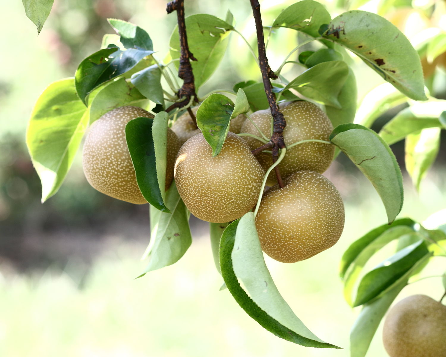 Hosui Asian Pear, Pyrus pyrifolia – Wild Tater