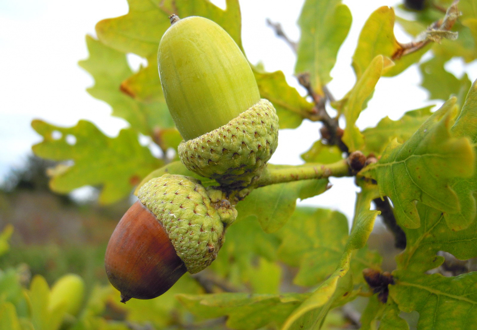 Gambel Oak, Quercus gambelii – Wild Tater