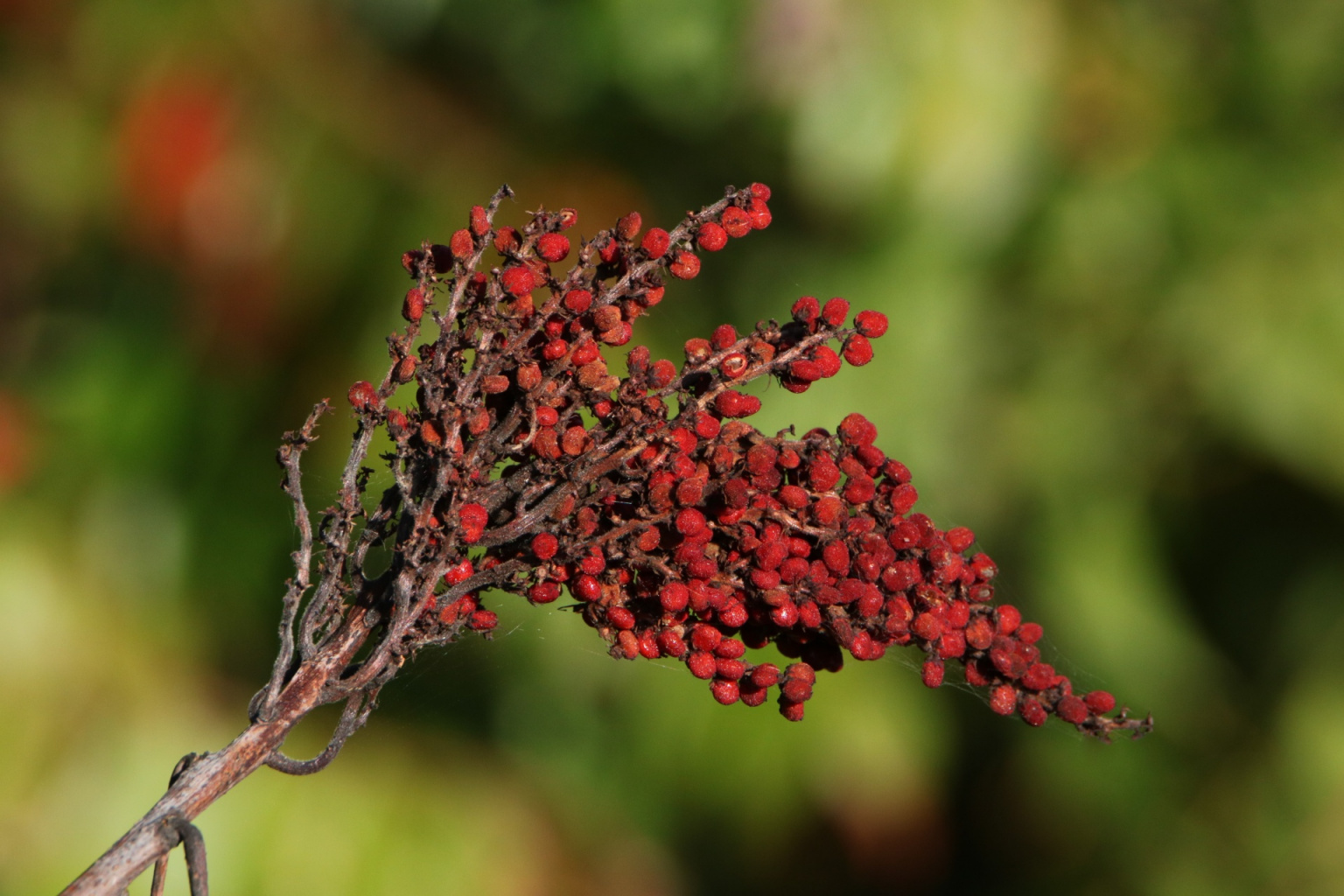 Smooth Sumac, Rhus Glabra – Wild Tater