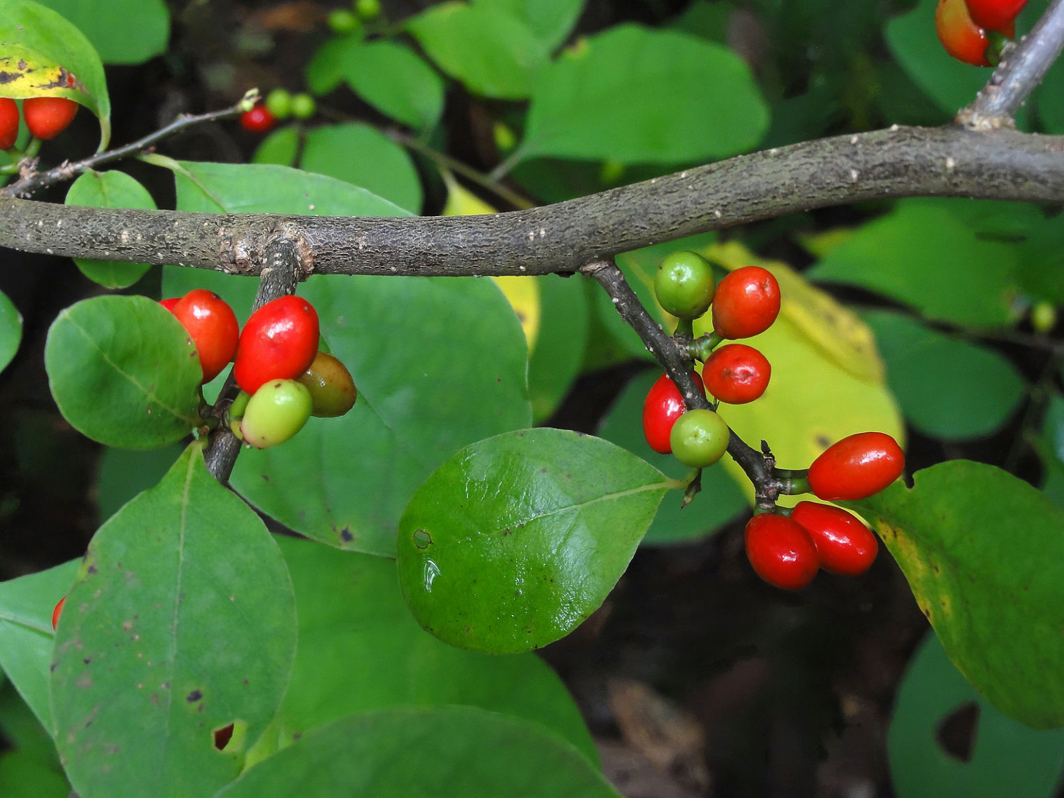 Northern Spicebush, Lindera benzoin – Wild Tater