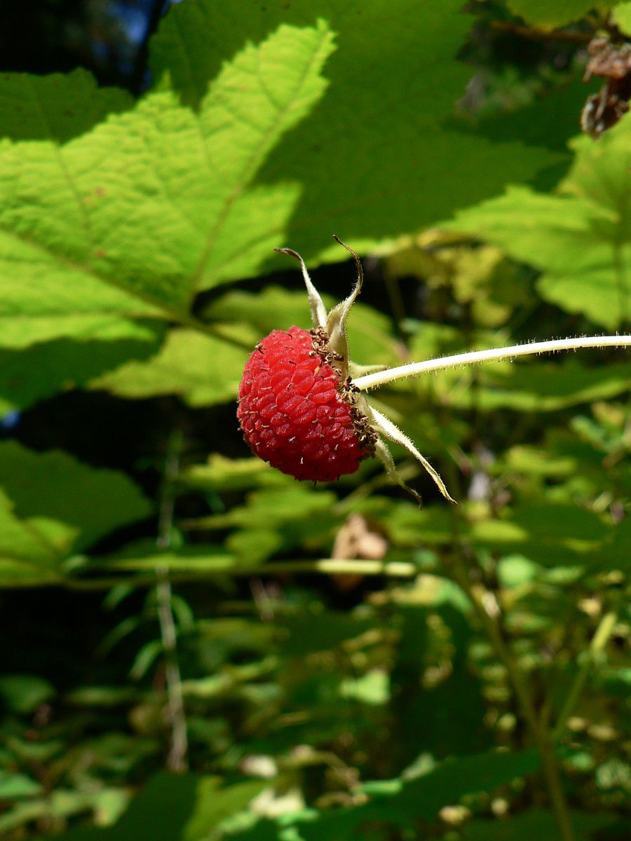 Thimbleberry, Rubus parviflorus – Wild Tater
